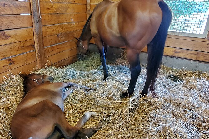 Unique Horse Farm Tours with Insider Access to Private Farms - An Overview of the Experience
