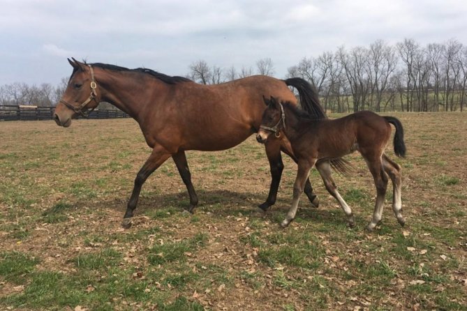 Unique Horse Farm Tours with Insider Access to Private Farms - The Guides Make a Difference
