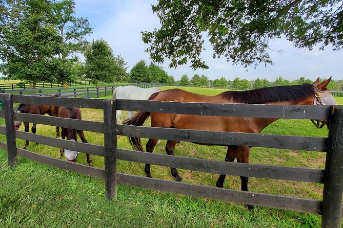 Unique Horse Farm Tours with Insider Access to Private Farms - Authentic Experiences and Customer Feedback