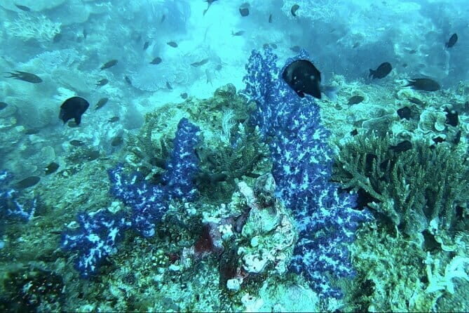 Unique Phu Quoc Full Day Diving Tour with Pro Guide - Key Points