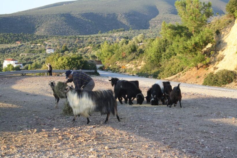 Unique Private Jeep Tour Thasos Island - Practical Tips for Travelers