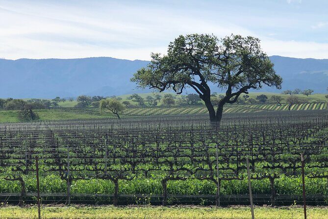 Unique Santa Barbara Wine Country Private Wine Tours and Tastings - Key Points
