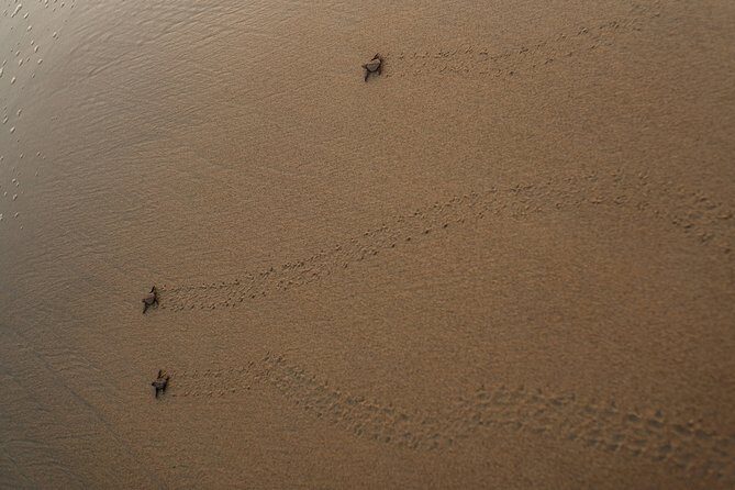 Unique Turtle Sanctuary & Sunset Experience - Final Thoughts