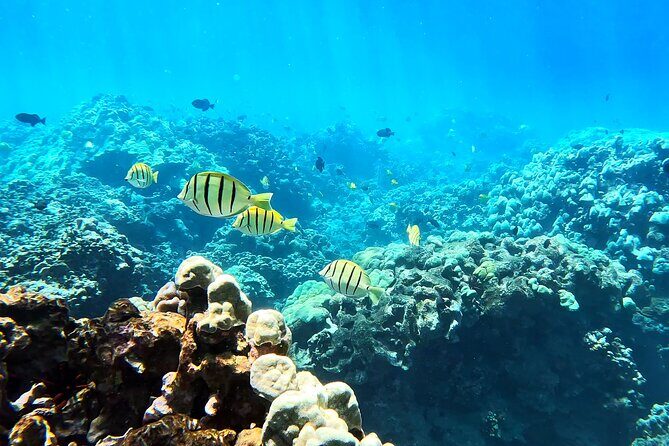 Unlimited Guided Snorkeling Tour for Beginners Plus - Authenticity and Personal Touch