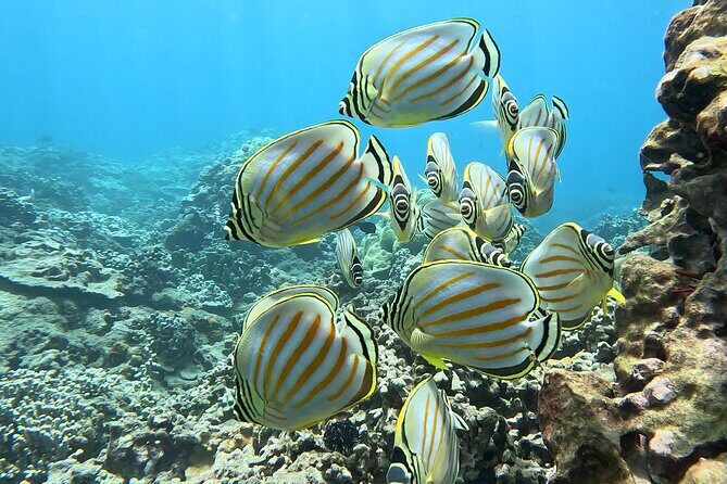 Unlimited Guided Snorkeling Tour for Beginners Plus - Who Is This Tour Best For?