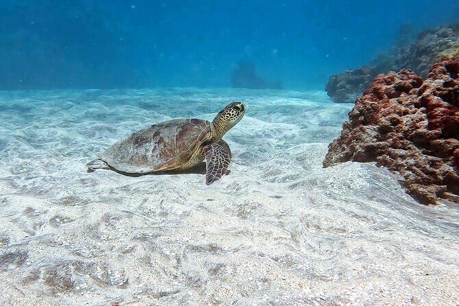 Unlimited Guided Snorkeling Tour for Beginners Plus - The Sum Up