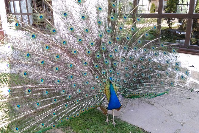 Unlock Six Starosel Treasures: A Delicious Tasting Experience - Tasting Experience: What to Expect