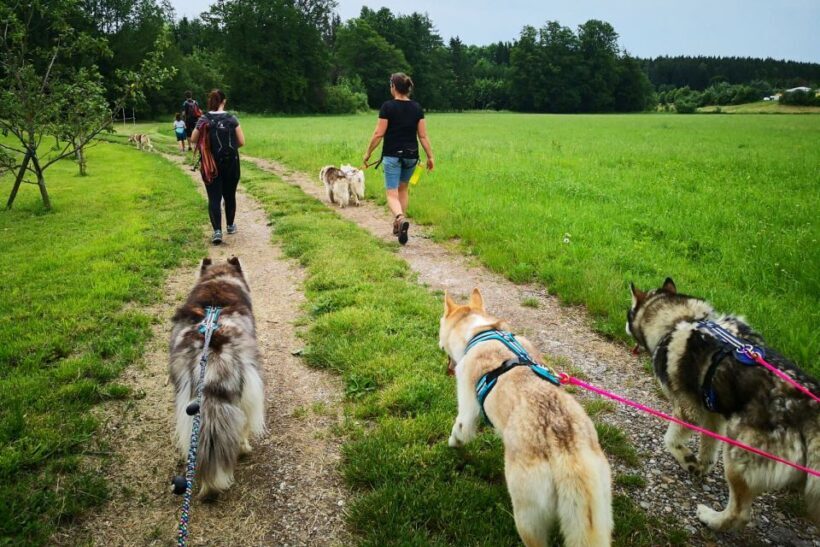 Unterallgäu: Wiedergeltingen Guided Hike with Huskies - A Detailed Look at the Tour Experience