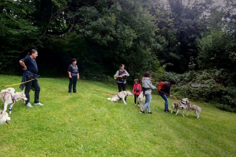 Unterallgäu: Wiedergeltingen Guided Hike with Huskies - Who Will Love This Tour?
