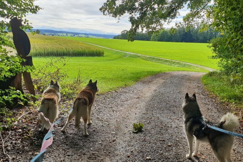 Unterallgäu: Wiedergeltingen Guided Hike with Huskies - Final Thoughts
