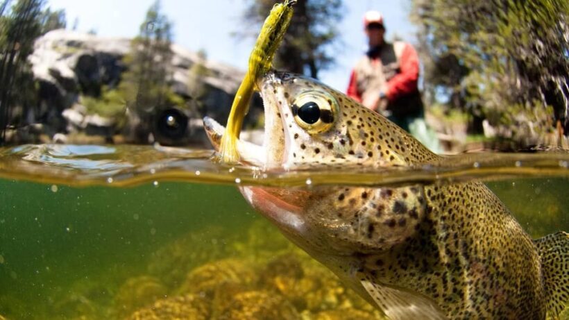 Upper Colorado River Guided Fly Fishing Trip - Introduction