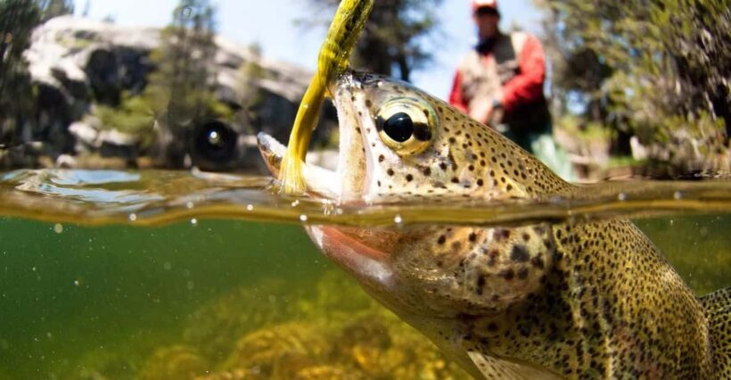 Upper Colorado River Guided Fly Fishing Trip - The Bottom Line