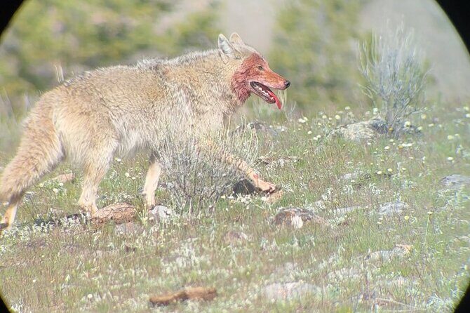 Upper Loop Lamar Wildlife Safari from Gardiner PRIVATE Lunch - Frequently Asked Questions