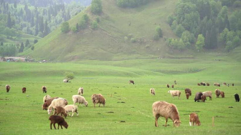 Urumqi: 8-Day Private Tour to Sayram Lake and Yining - Who Will Enjoy This Tour?