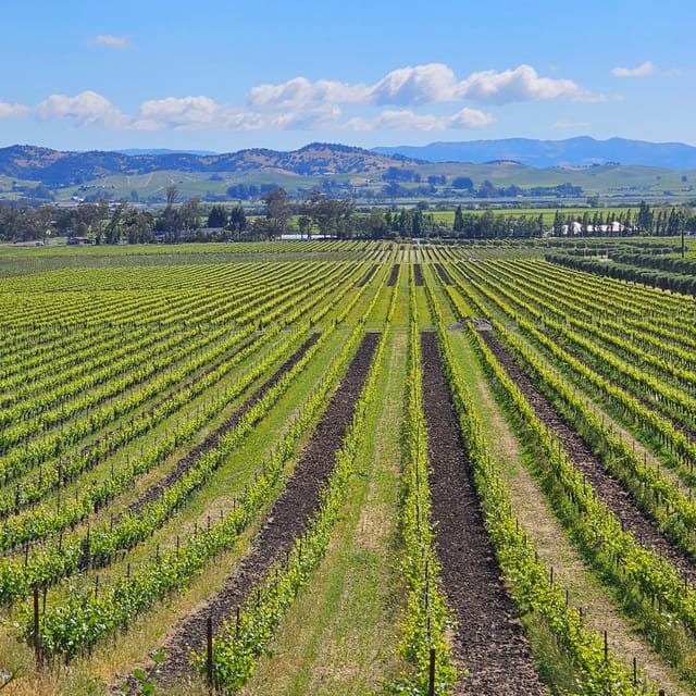 USA/California/Napa: Private Wine Tour for up to 6 guests - Key Points