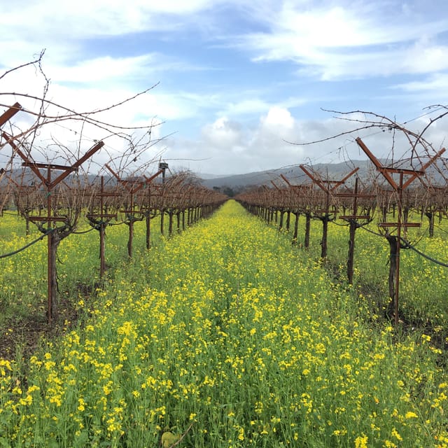 USA/California/Napa: Private Wine Tour for up to 6 guests - The Ideal Traveler for This Experience