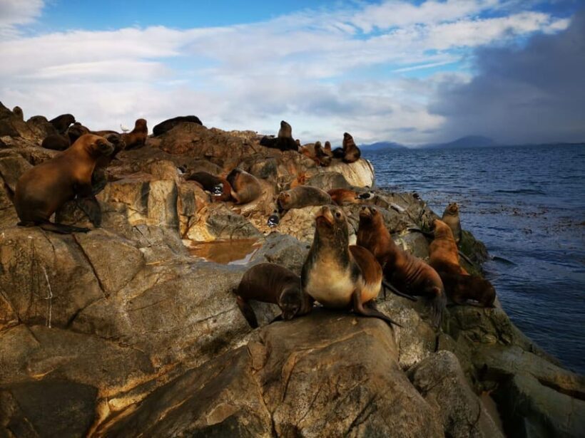 Ushuaia: Beagle Channel Catamaran Tour - Who Will Love This Tour?