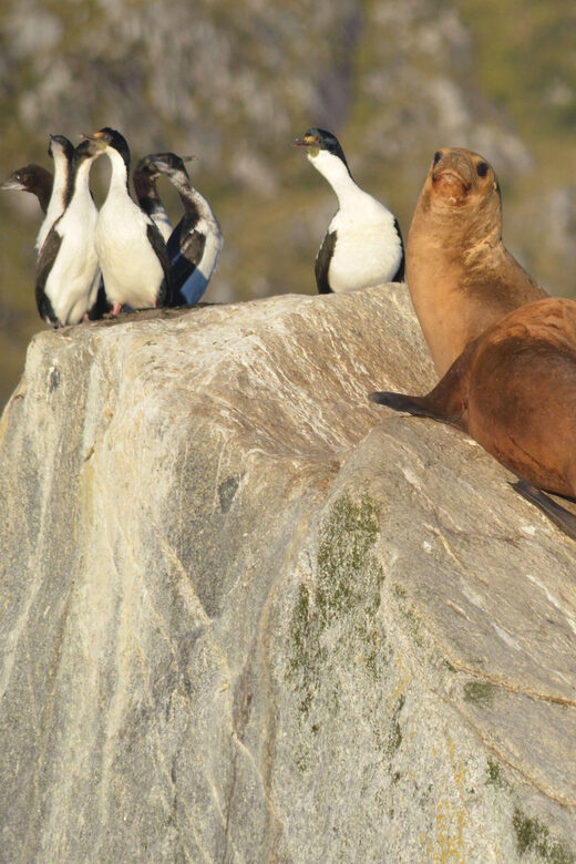 Ushuaia: Beagle Channel Catamaran Tour - Key Points