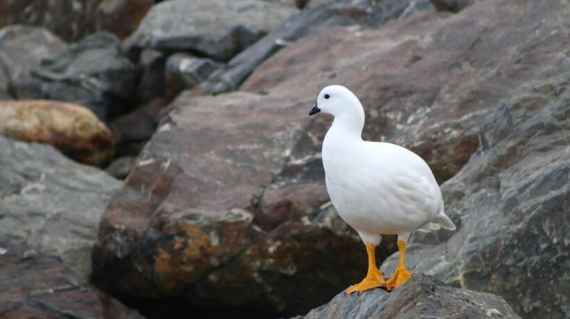 Ushuaia: Beagle Channel Catamaran Tour - Practicalities and Cost-Value Analysis