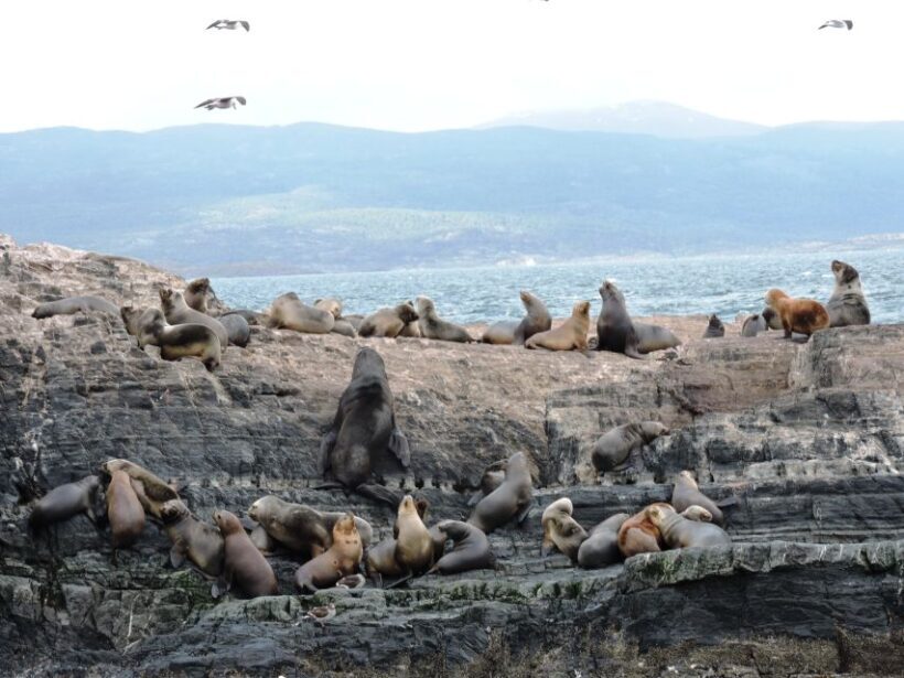 Ushuaia: Beagle Channel & Sea Wolves Island Catamaran Cruise - FAQ