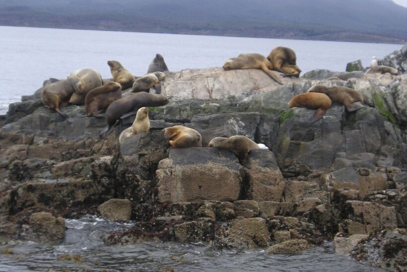 Ushuaia: Beagle Channel, Seal Island & Bridges Islands Tour - Wildlife Encounters and Educational Value