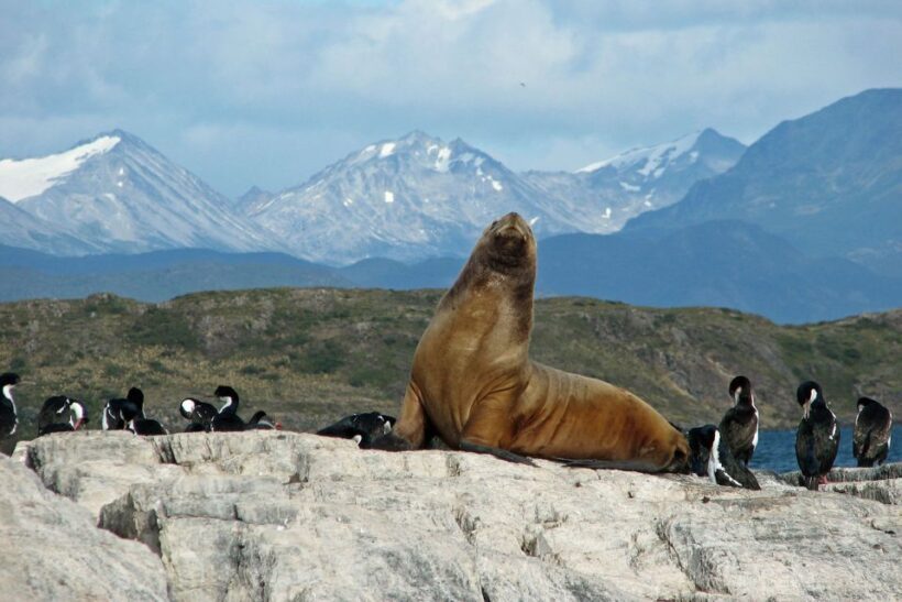 Ushuaia: Beagle Channel, Seal Island & Bridges Islands Tour - Weather Considerations