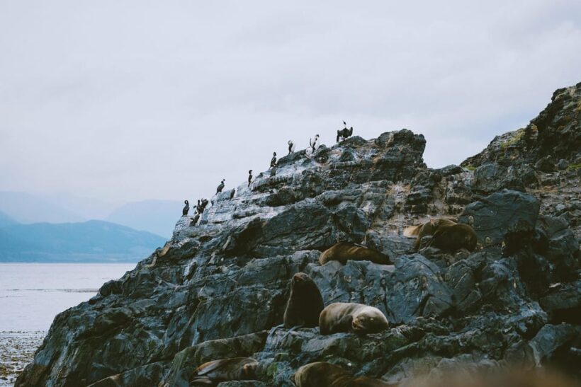 USHUAIA | Navigation: Sea Lions, Birds and Lighthouse - Key Points