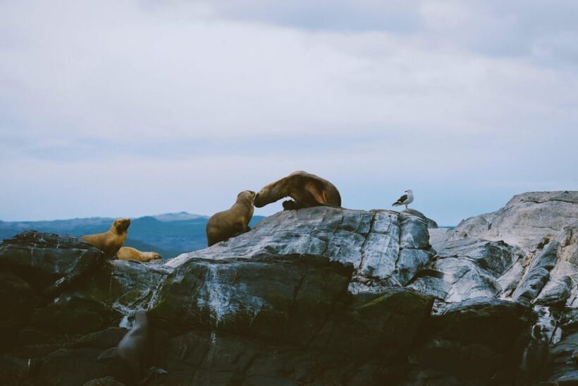 USHUAIA | Navigation: Sea Lions, Birds and Lighthouse - Exploring the Experience in Detail
