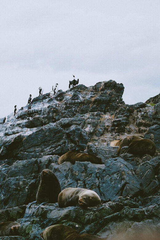 USHUAIA | Navigation: Sea Lions, Birds and Lighthouse - The Sum Up