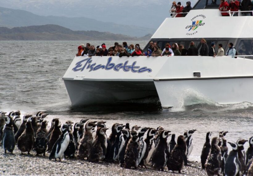 Ushuaia: Penguin Watching Tour by Catamaran - The Sum Up