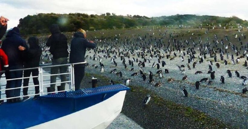 Ushuaia: Sailing Beagle Channel to the Penguin Colony - An In-Depth Look at the Tour Experience