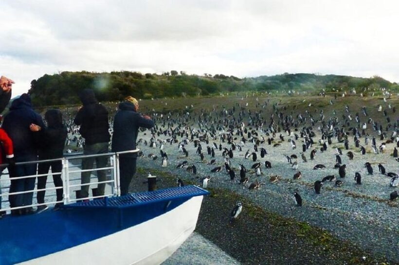 Ushuaia: Sailing Beagle Channel to the Penguin Colony - The Sum Up