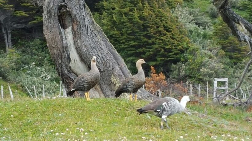 Ushuaia: Tierra del Fuego National Park Shore Excursion - FAQ
