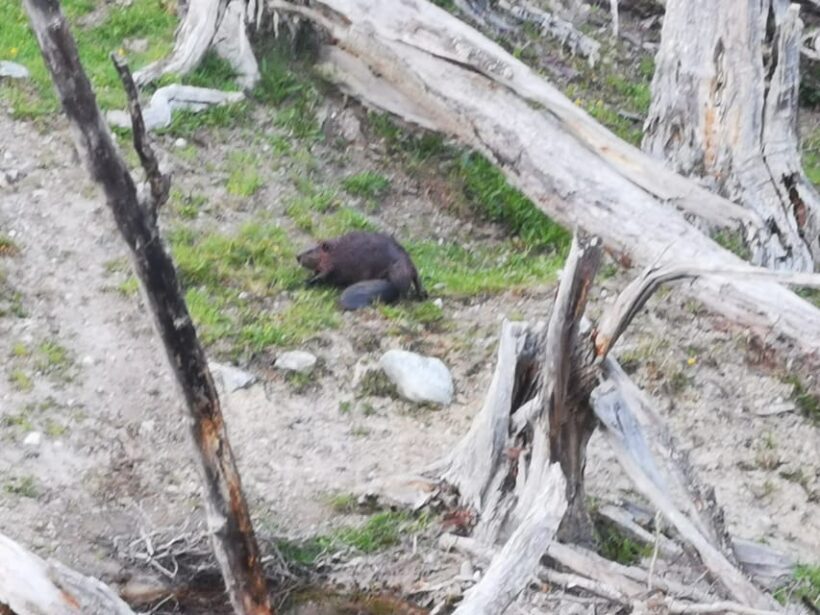 Ushuaia: Visit to Escondido and Fagnano Lakes PM - FAQ