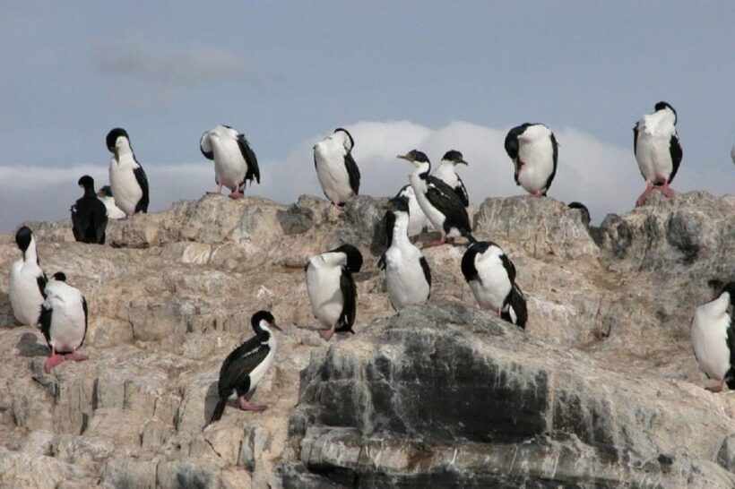 Ushuaia: Yacht navigation in Beagle Channel and Lighthouse - Analyzing the Value