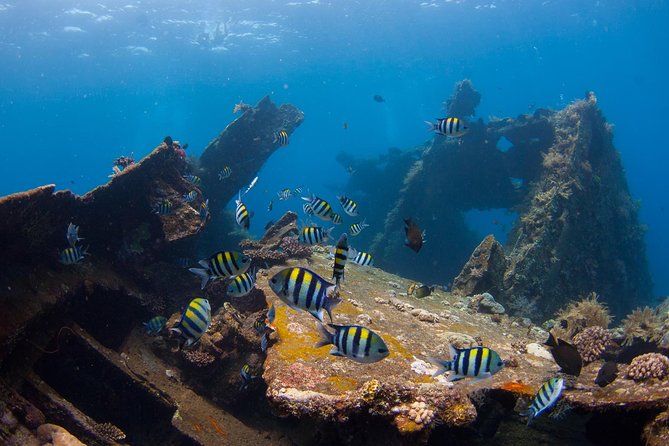 USS Liberty Shipwreck Scuba Diving at Tulamben Bali - Authentic Marine Encounters and the Underwater Environment