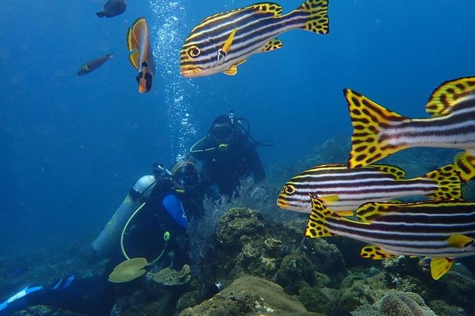 USS Liberty Shipwreck Scuba Diving at Tulamben Bali - Who Is This Tour Best For?