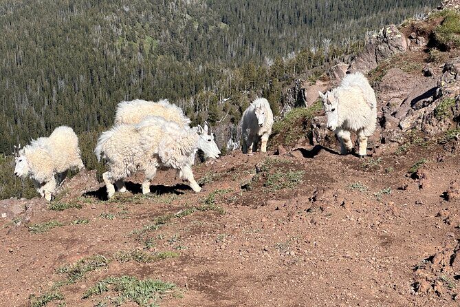 UTV Tour of Big Springs, Flats, and Sawtell Peak - Caldera Meadows: Volcanic Landscapes