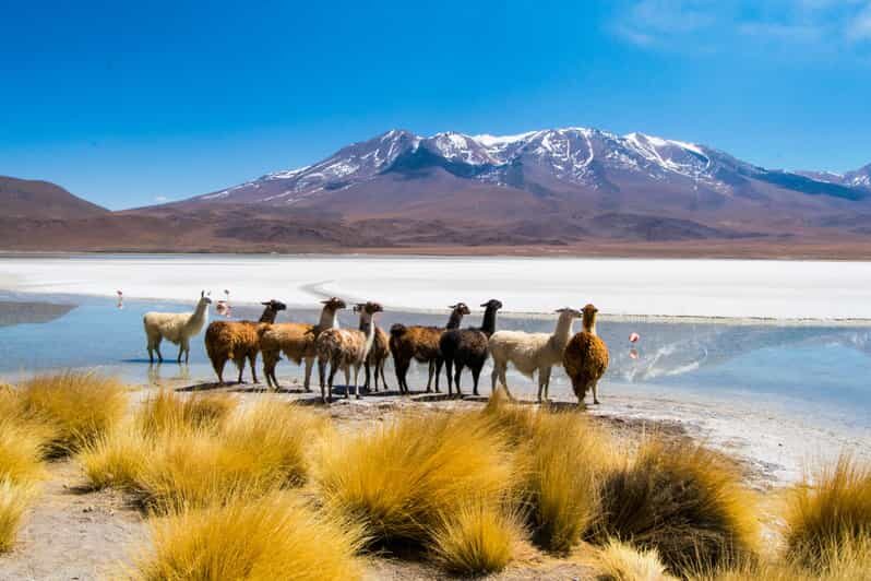 Uyuni: 3 day-tour, salt flats & surrealistic deserts - Introduction