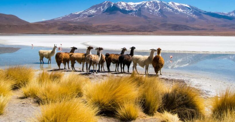 Uyuni: 3 day-tour, salt flats & surrealistic deserts - What You Can Expect
