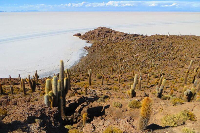 Uyuni Salt Flats 1 day + photo session + Sunset (Spanish) - Incahuasi Island: Cacti and Panoramas