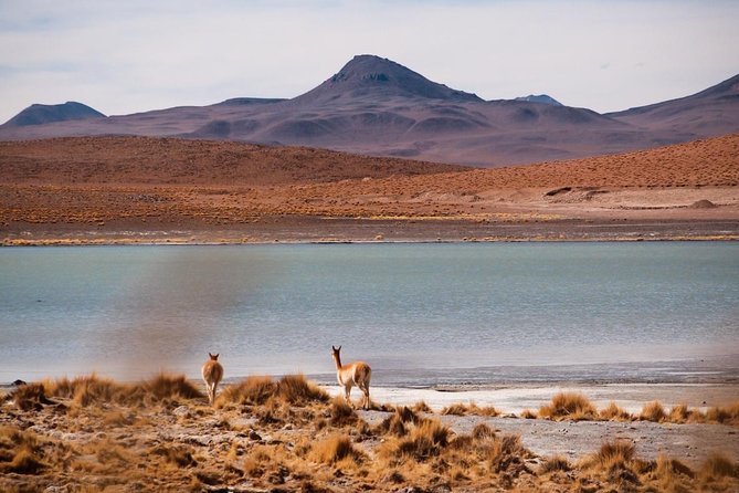 Uyuni Salt Flats Private 3 Day Tour (Palacio Sal 5* & Tayka 3* Hotels) - Accommodations and Dining Experience