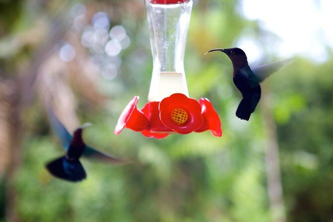 V.I.P Green escape 1- Botanical Garden - Key Points