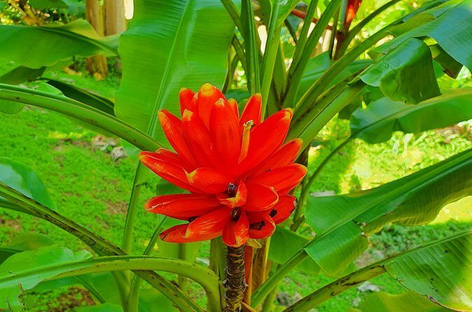 V.I.P Green escape 1- Botanical Garden - The Itinerary in Detail: What to Expect