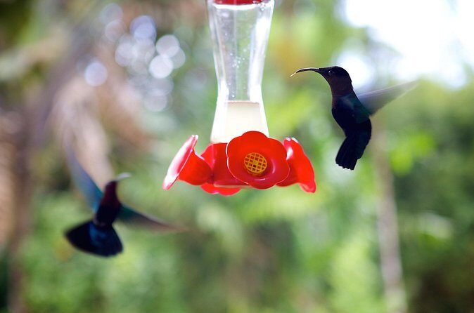 V.I.P Green escape 1- Botanical Garden - FAQs