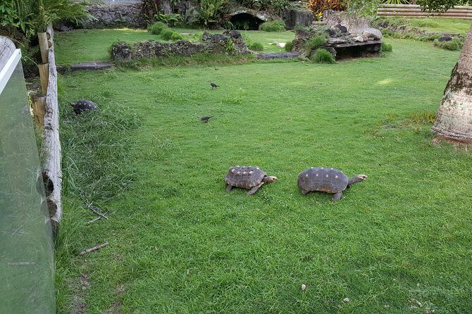 V.I.P Green escape 2-Zoo de Martinique - Why This Tour Stands Out