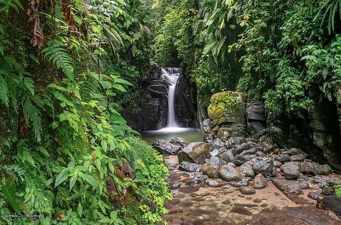 V.I.P North Caribbean deep forest Tour -The Green Martinique - The Sum Up: Is This Tour Right for You?