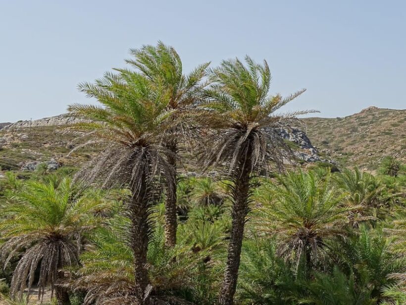 Vai Palm Beach Full Day Private Tour - What Travelers Say