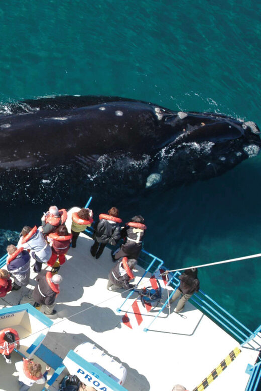 Valdes Peninsula: Full Day with Whale Watching - The Itinerary Breakdown