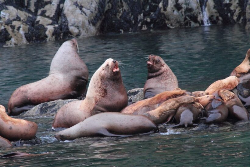 Valdez: 6-Hour Columbia Glacier Cruise - FAQ